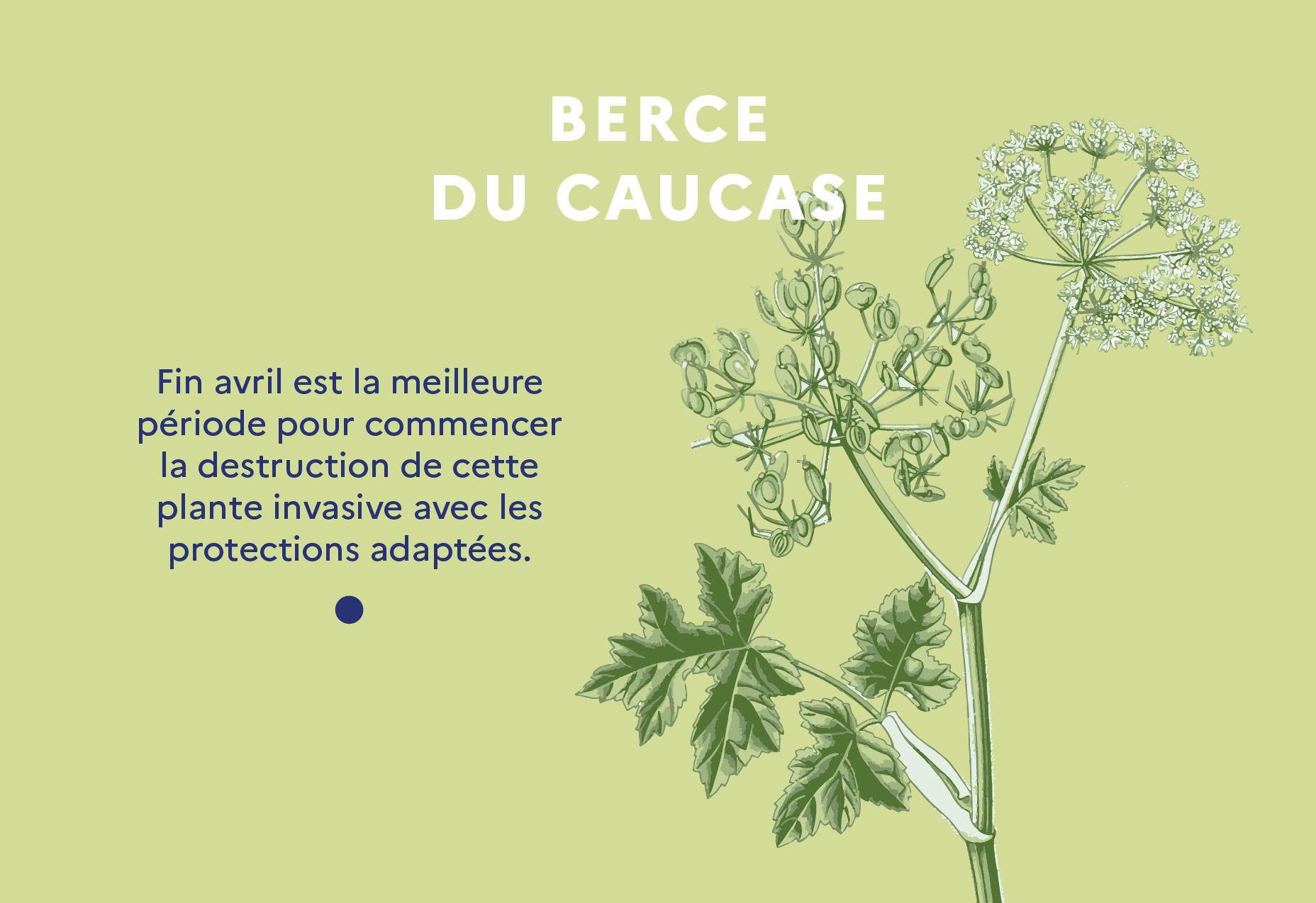 Berce du Caucase : risques et comment se protéger ? | Agence régionale ...